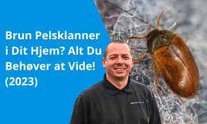 Borebiller i Malet Træ: Hvad Gør Jeg?